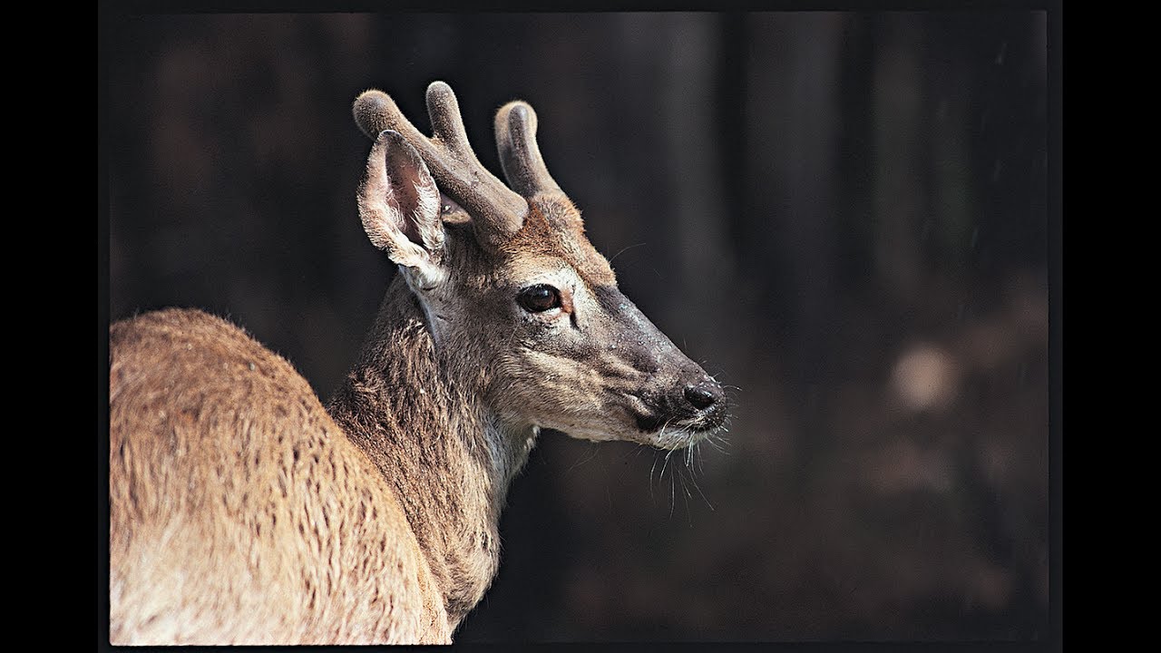 South Carolina Deer Tag Changes YouTube south-carolina-deer-tag-changes-youtube