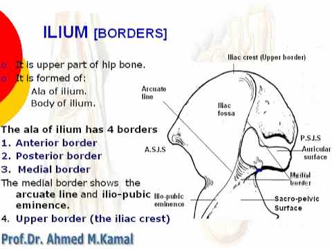 1 Borders of ilium of Hip bone - YouTube