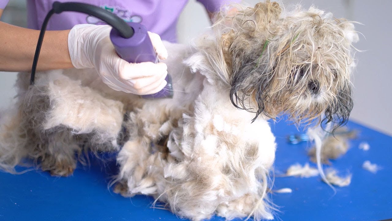 The transformation of matted dogs! 🐶🛁 ️ ️Complete shave down!! - YouTube
