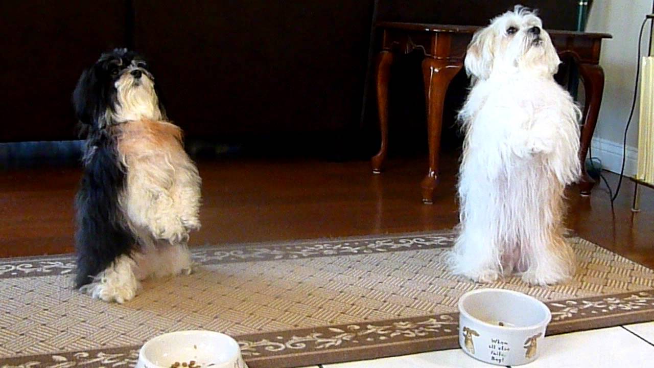 My dogs praying before meal - YouTube