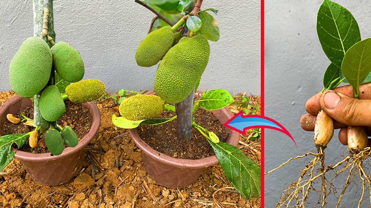 Technique Grafting Jackfruit Tree Grow at house - how to grow Jackfruit ...
