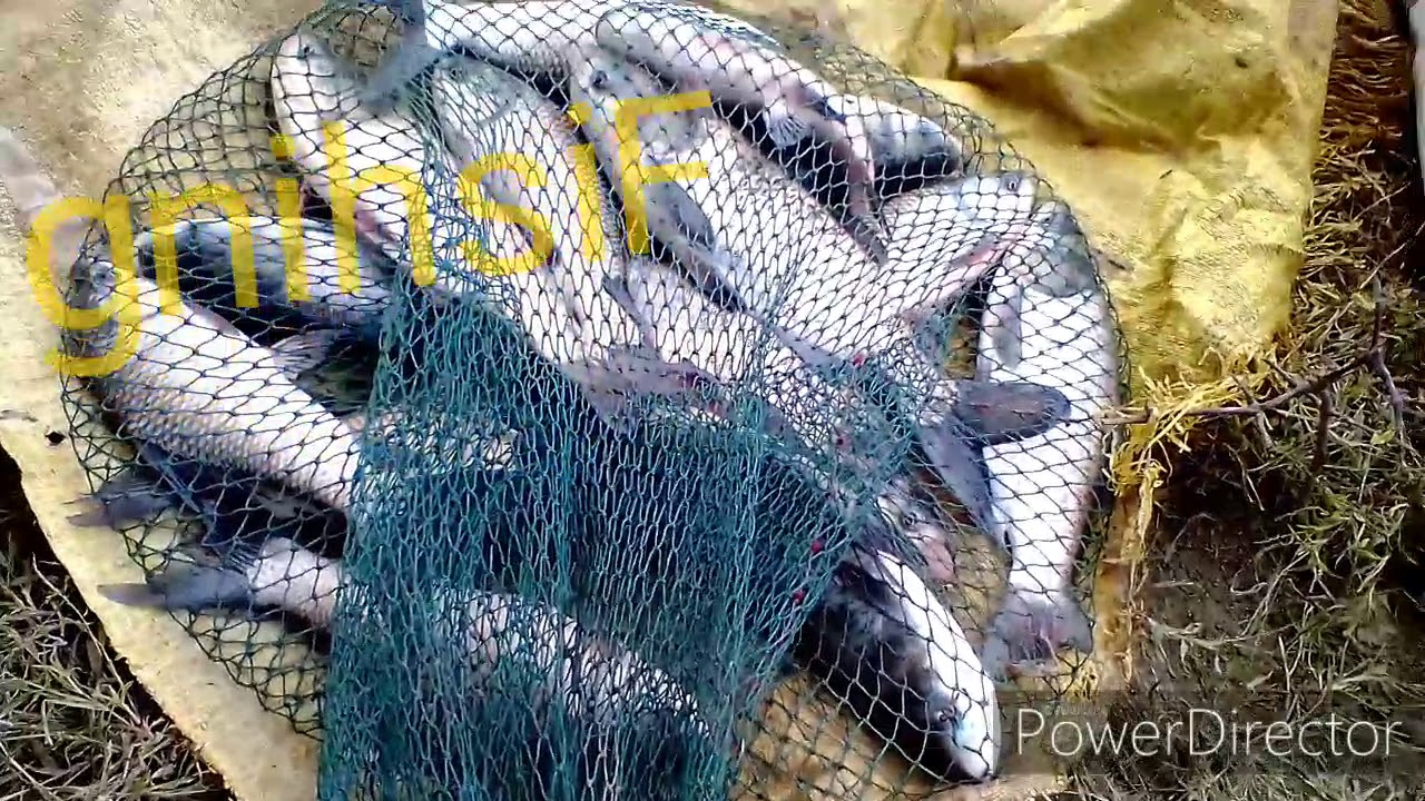 How to catches a fish for Talab by net, - YouTube