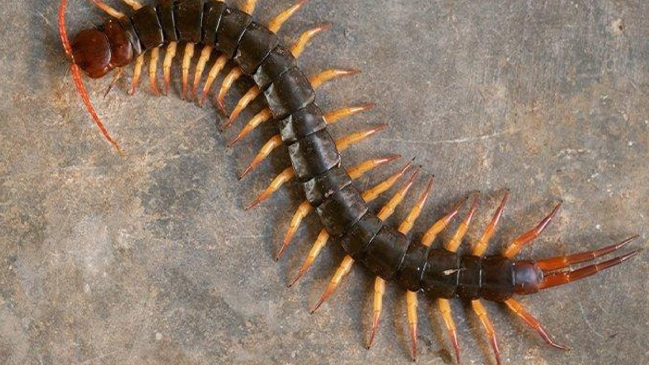 how to get rid of centipedes in basement - YouTube