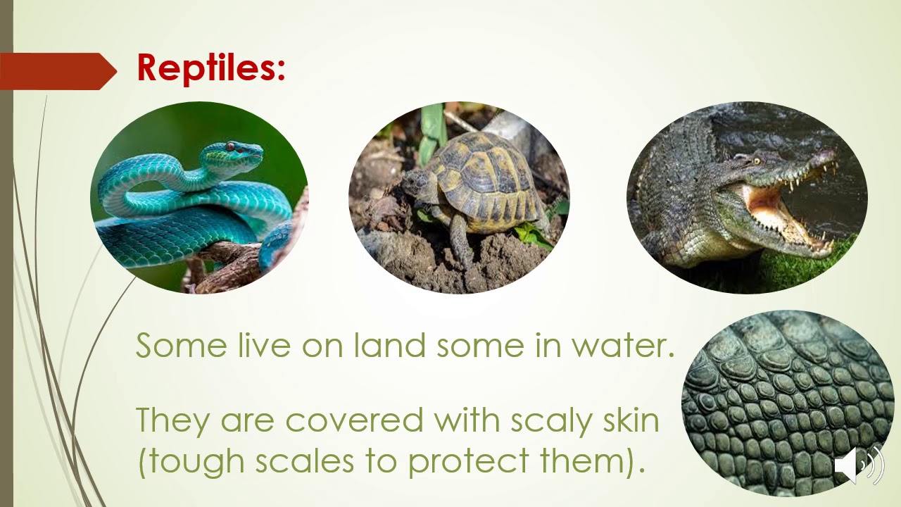 Grade 3: Classifying Animals (Bird, Reptiles, Fish) - YouTube