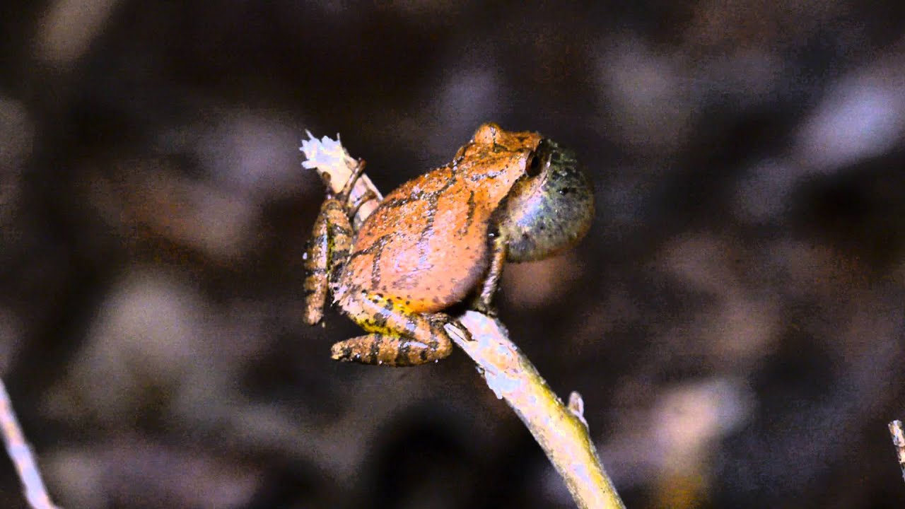 Spring Peeper calling - YouTube