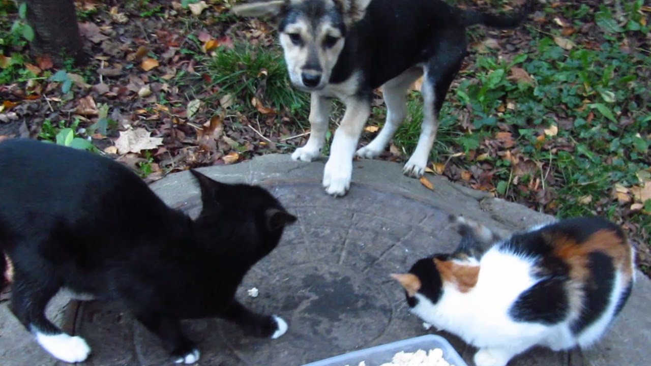 Cats protect food from feral puppies - YouTube