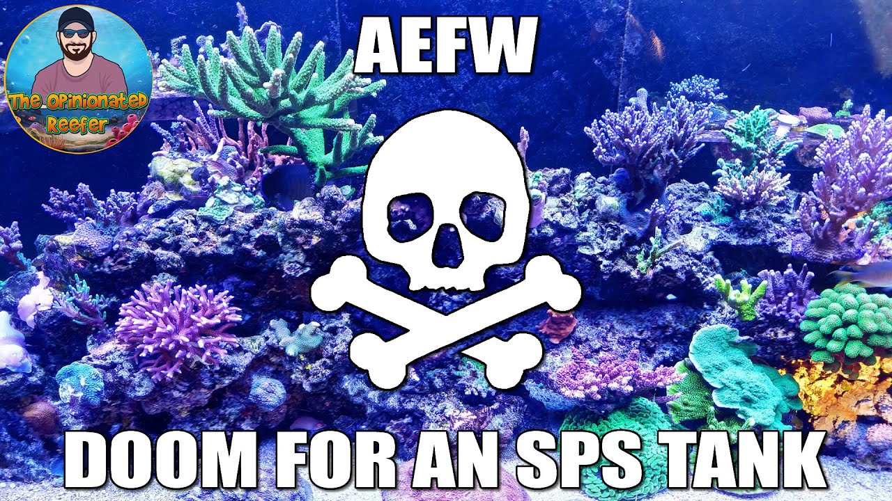 Acropora Eating Flatworms - AEFW - STN - RTN and the Decline of an SPS ...
