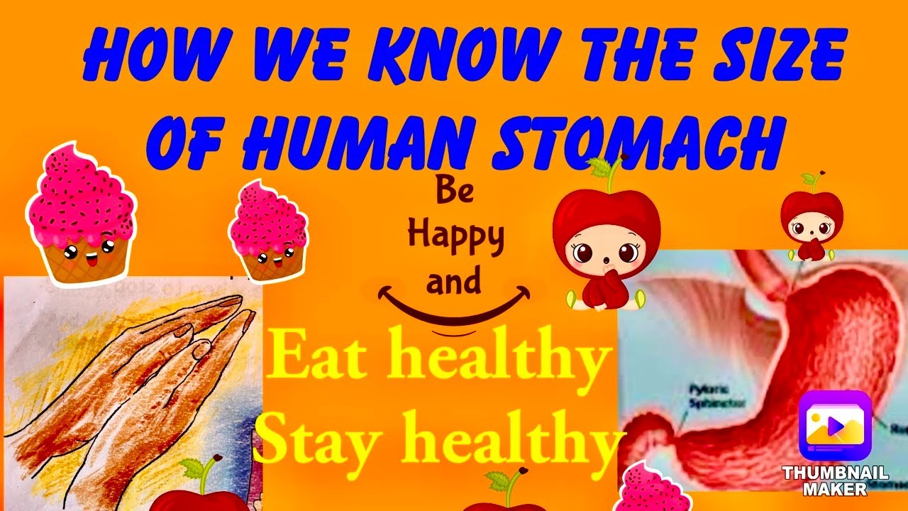 listening and learning l Size of the Human Stomach l How to Know the ...