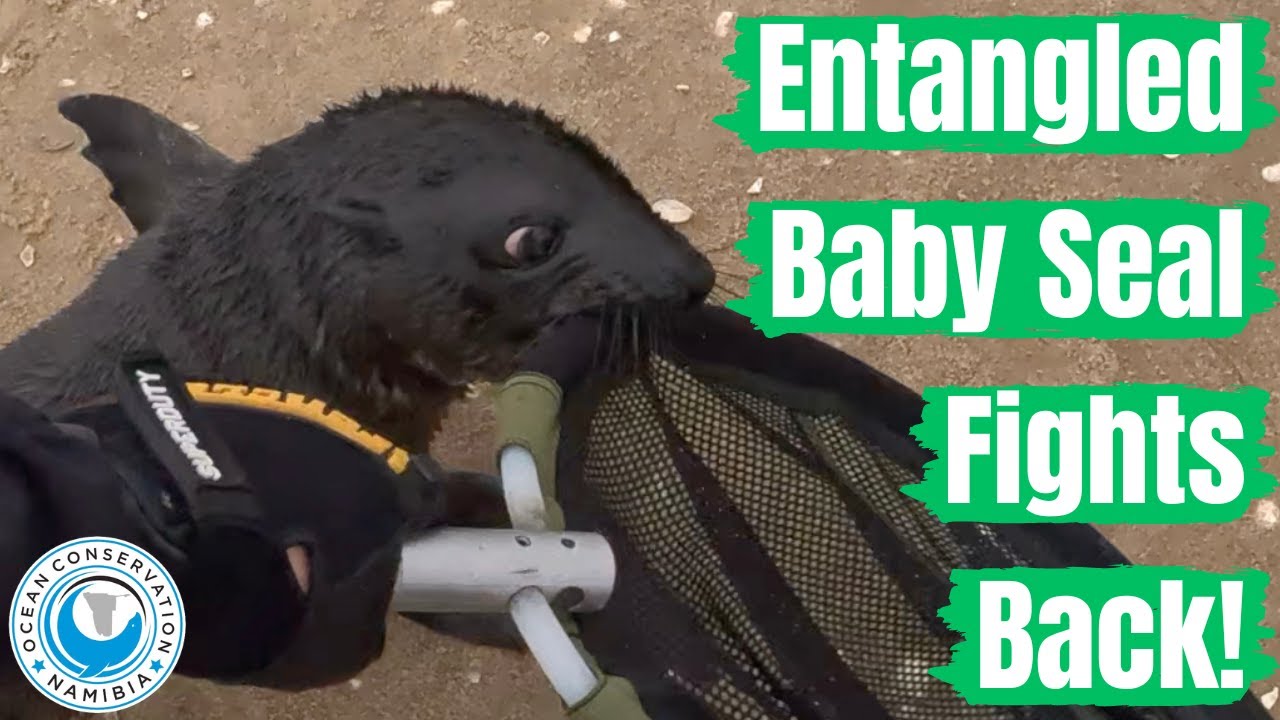 Entangled Baby Seal Fights Back! - YouTube