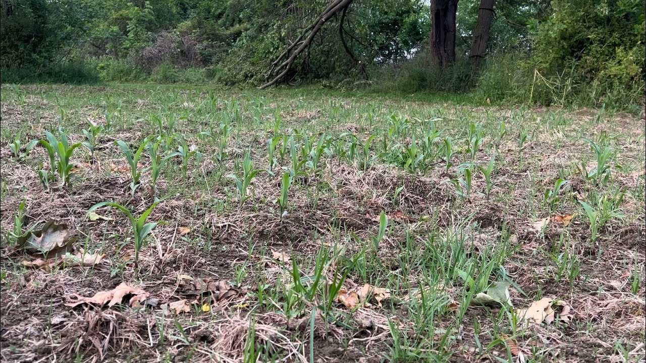 Broadcast CORN PLOT 2 week update! - YouTube