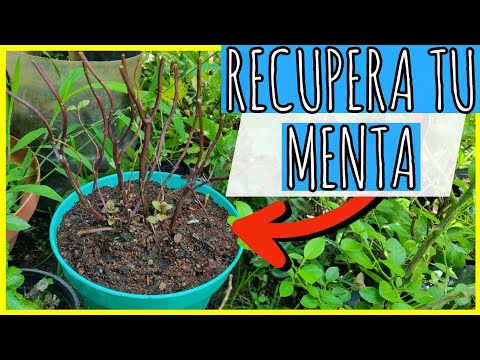 COMO RECUPERAR UNA PLANTA DE MENTA / Paso a Paso - YouTube
