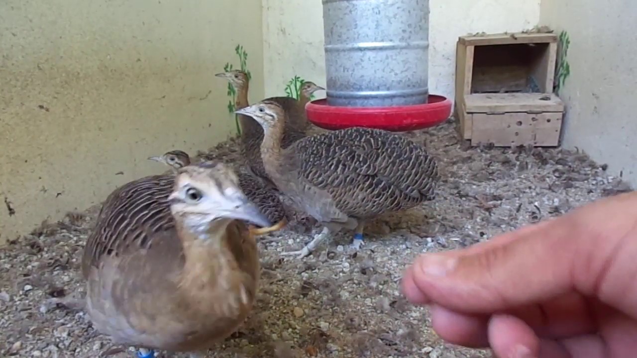 Perdiz Brasileira (Rhynchotus rufescens) no Criadouro Nativos - YouTube