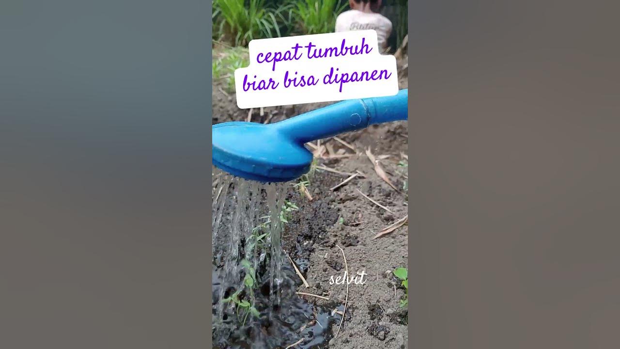 Aktivitas sore #pekaranganrumah #berkebunsayuran #berkebun - YouTube