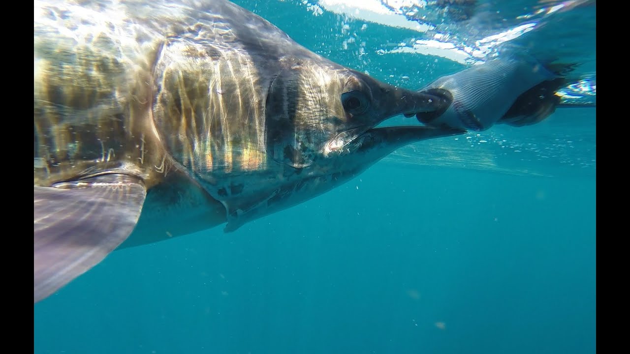 Big Gibber Marlin. Nelson Bay, Port Stephens - YouTube