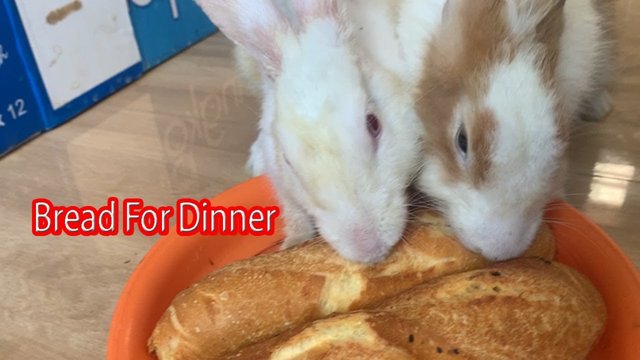 Rabbit Yummy Eating Bread For Dinner | 1 Minute Animals - YouTube