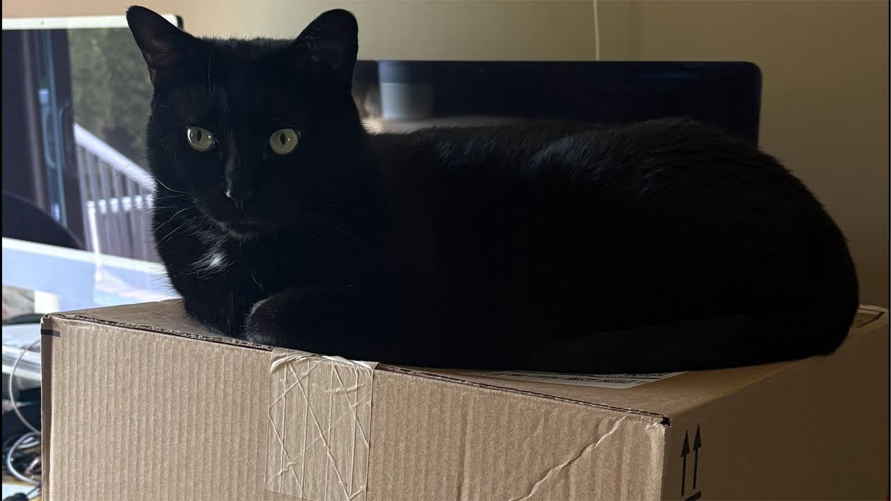 Amazon unboxing from our wishlist with my cats - YouTube