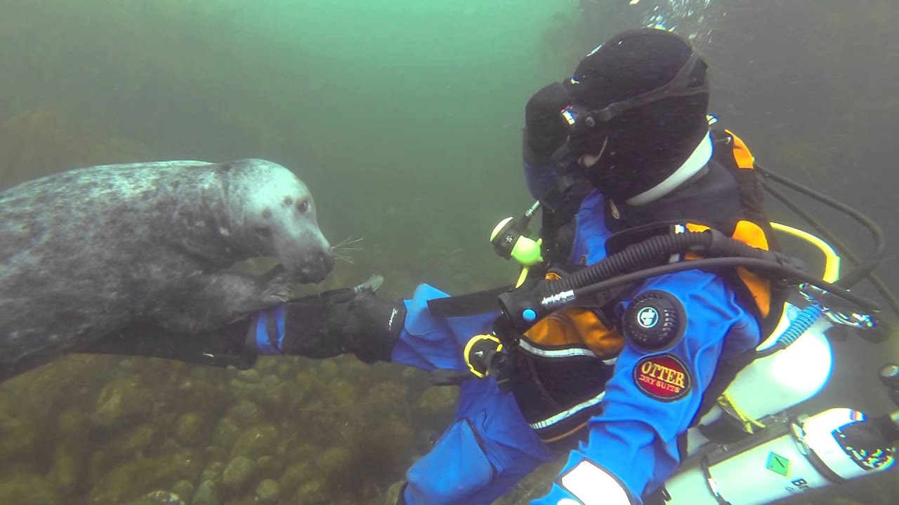 Unusual footage - Bull Grey Seal - YouTube