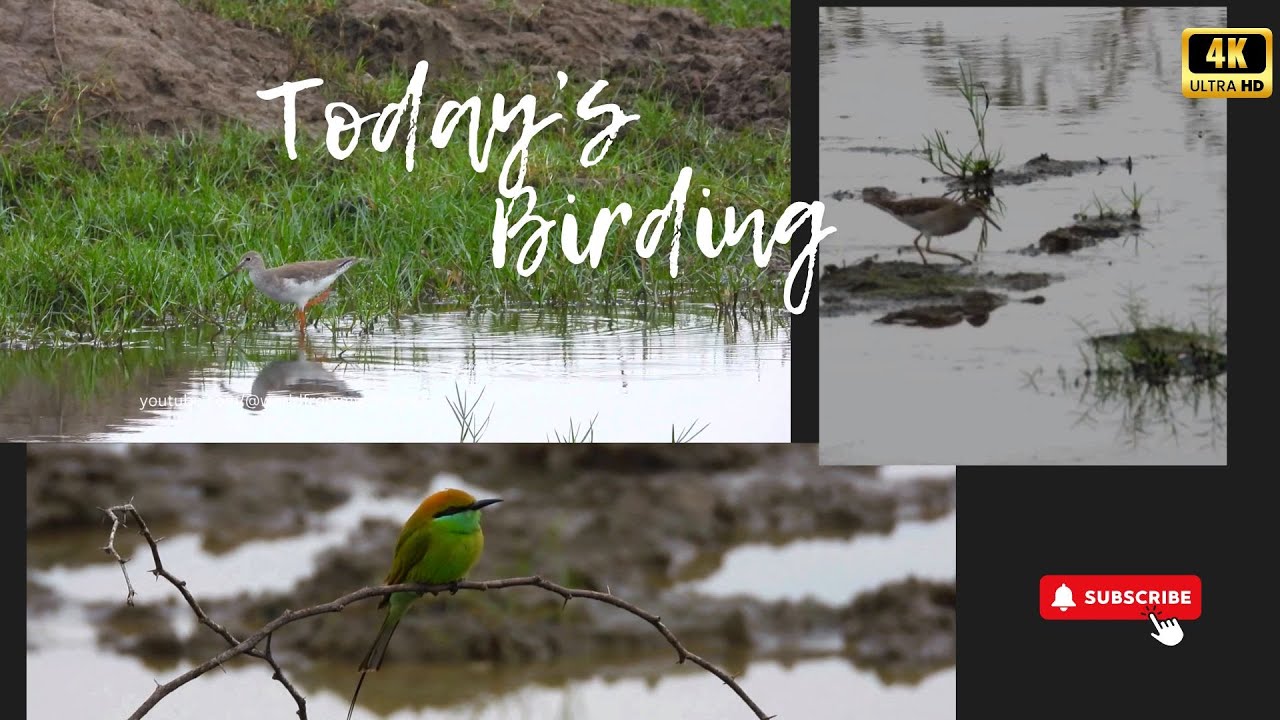 Today's Birding #birds #wildbirdphotography - YouTube