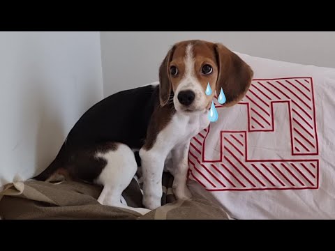 [Кученце] Поведението на Бийгъл разплака собственика му