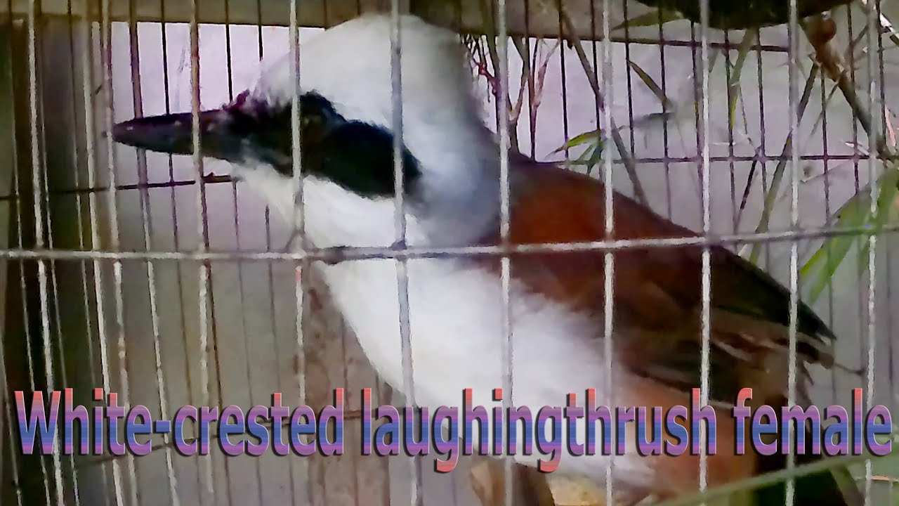 White-crested laughingthrush female sound 03 - YouTube