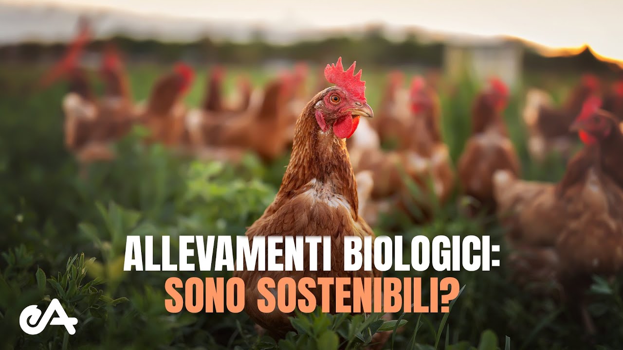 Gli allevamenti biologici sono sostenibili? - YouTube