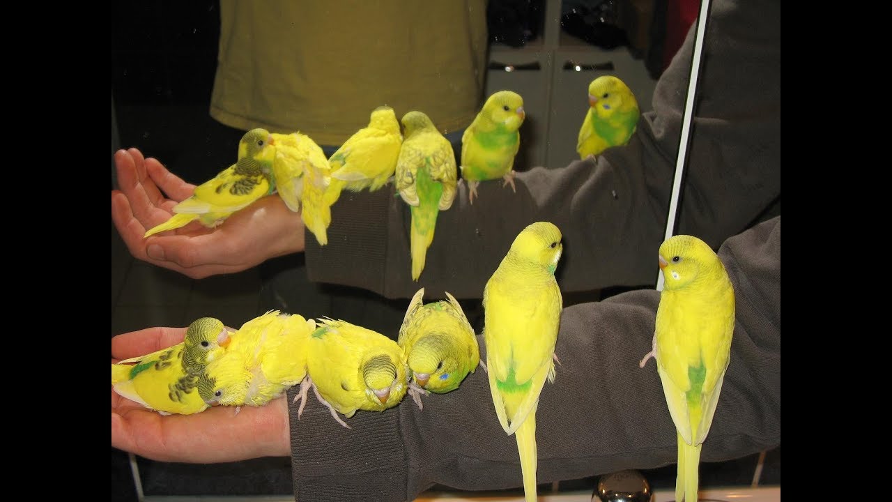 Budgerigar Colors Varieties and Budgerigar Food Taking | Birds in ...