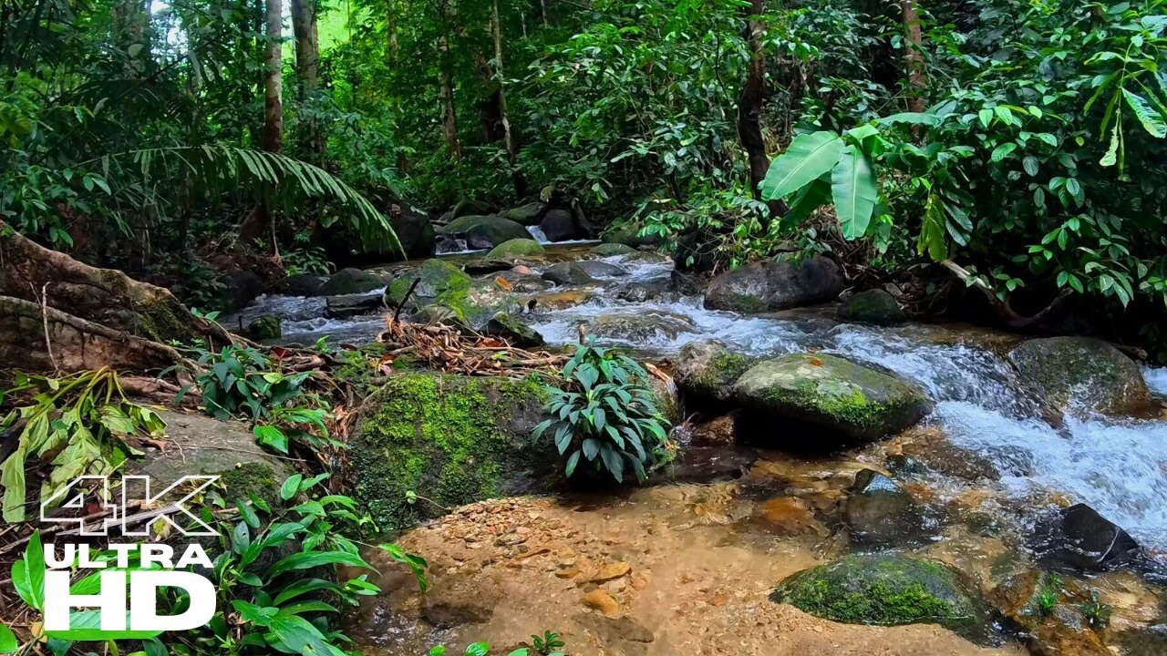 4K - Immerse Yourself in Tranquility, Tropical Rainforest Brook Sounds ...