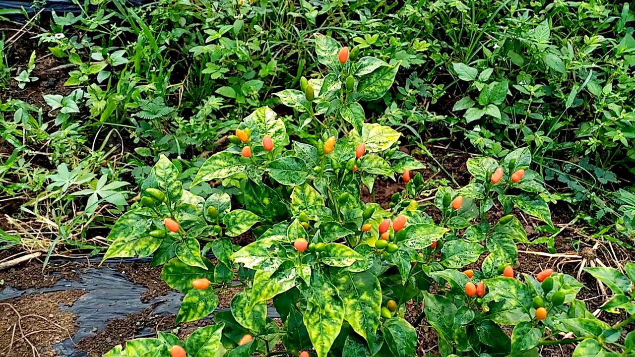 Harvesting native chili pepper siling bukid ihalas nga sili - YouTube