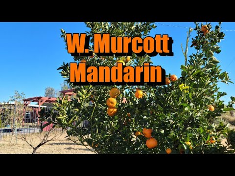 W. Murcott Mandarin: The Sweet, Late-Season Citrus Explained ...