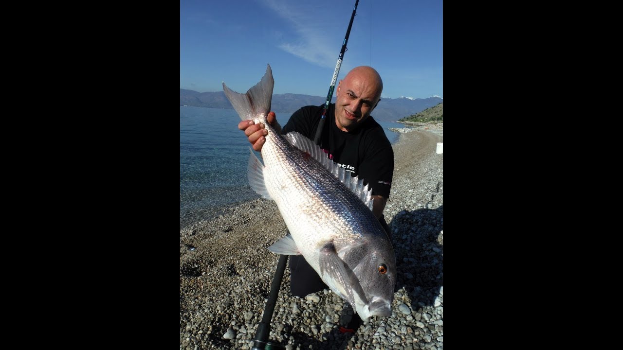 Heavy Casting Συναγρίδα 8.200 με δόλωμα ζωντανό καλαμάρι - YouTube