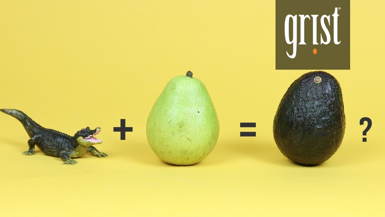 Why the avocado was nearly called the 'alligator pear' - YouTube
