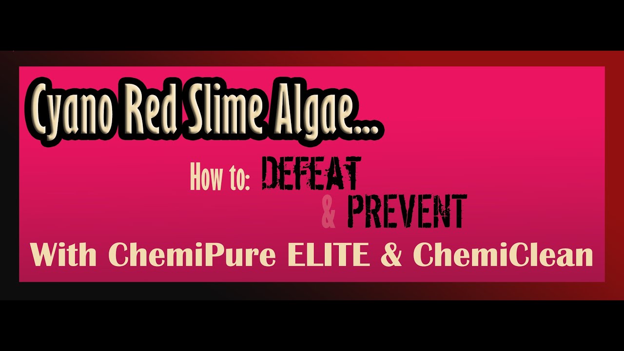 Cyano Bacteria ( Red Slime) Problems Solutions Treatment Prevention ...