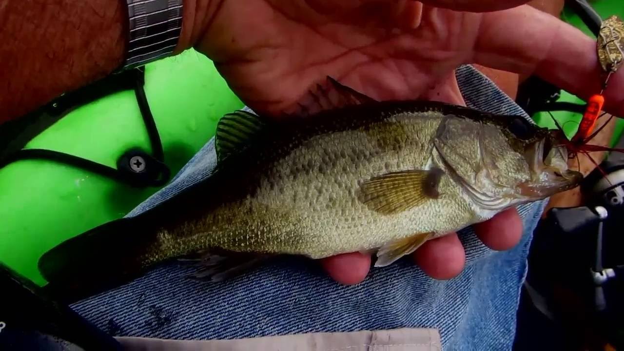FISH4FUN: KAYAK FISHING SHADOW LAKE - YouTube