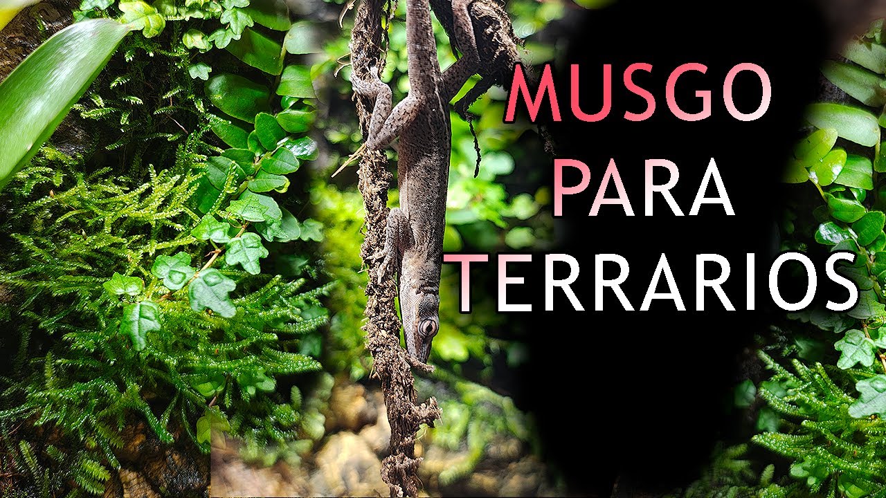 CUIDADOS DEL 🌿 MUSGO 🌿 PARA TU TERRARIO💦 - YouTube