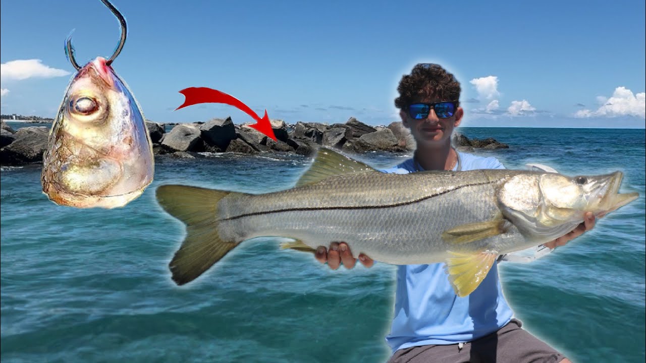 Jetty Snook Fishing with CUT MULLET - Stuart, FL - YouTube