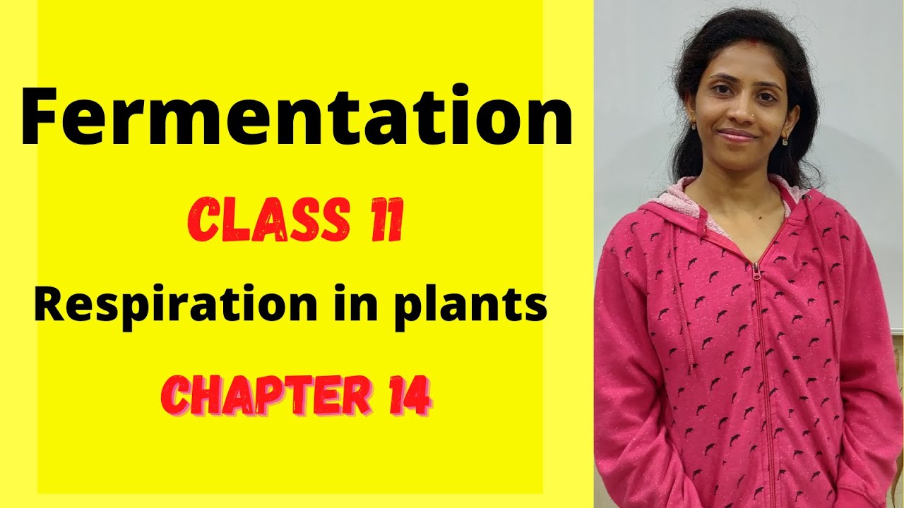 Fermentation class 11 biology | Chapter 14 | Respiration in plants ...
