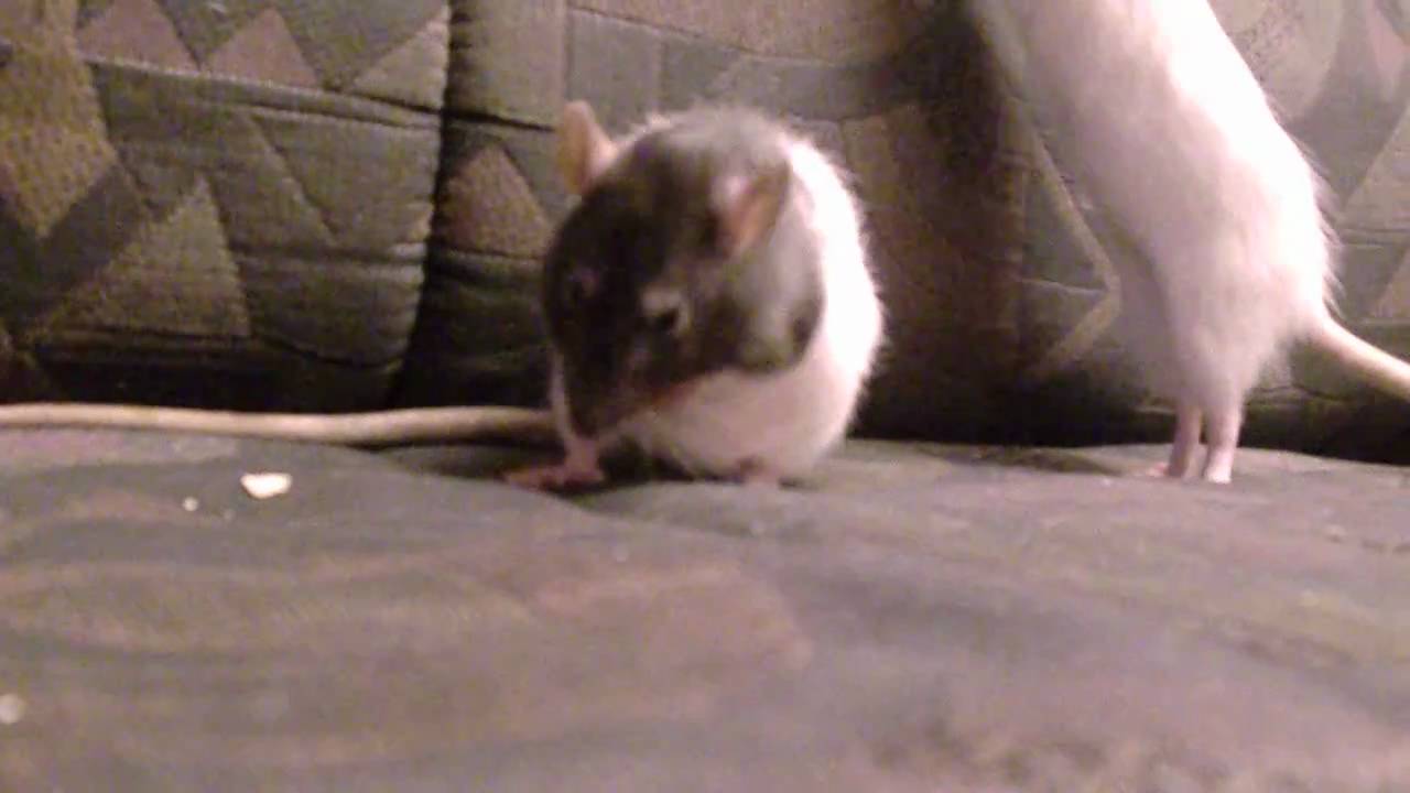 Pet Rats Exploring - YouTube
