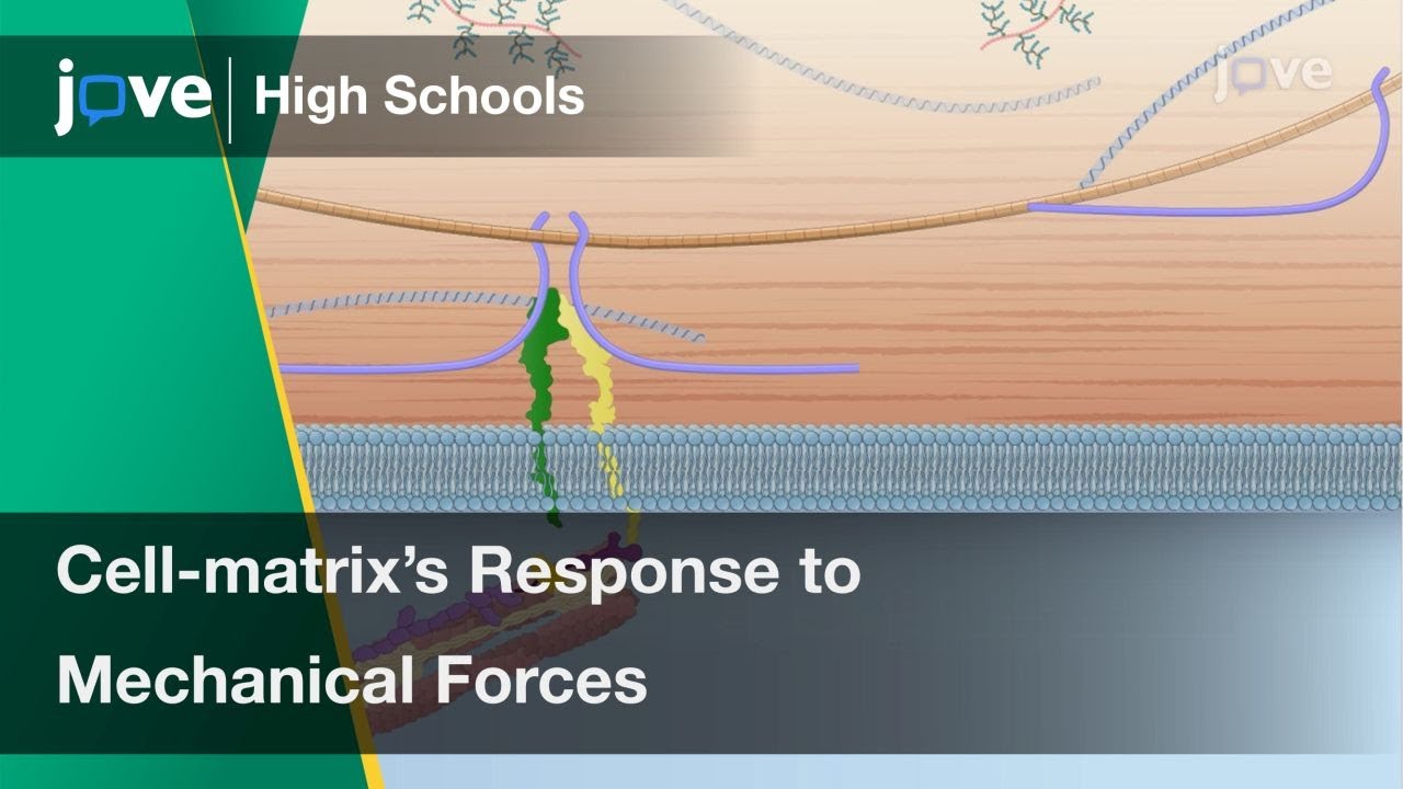 Cell-matrix's Response to Mechanical Forces | Cell Bio | Video ...