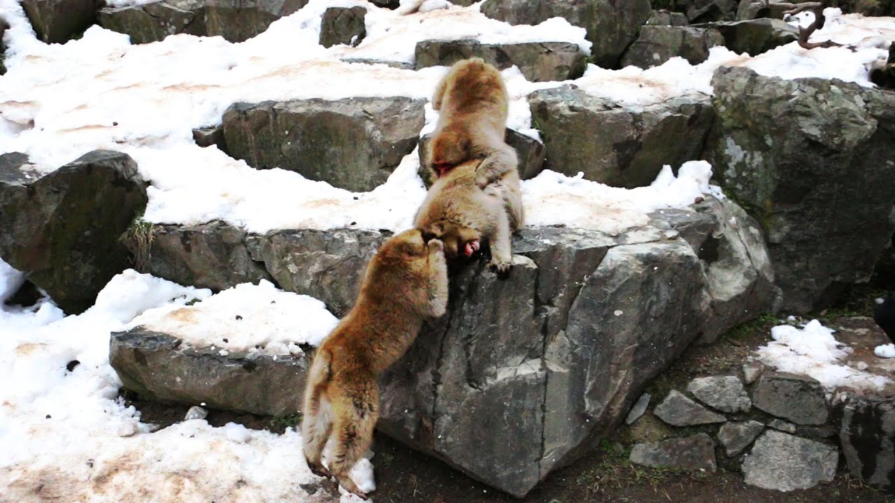 Snow Monkeys FIGHTING | JAPAN - YouTube