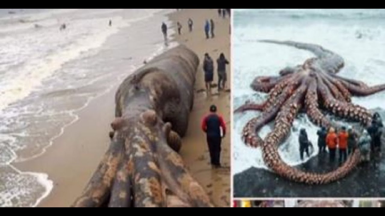 Octopus movie of intelligence and eating - YouTube