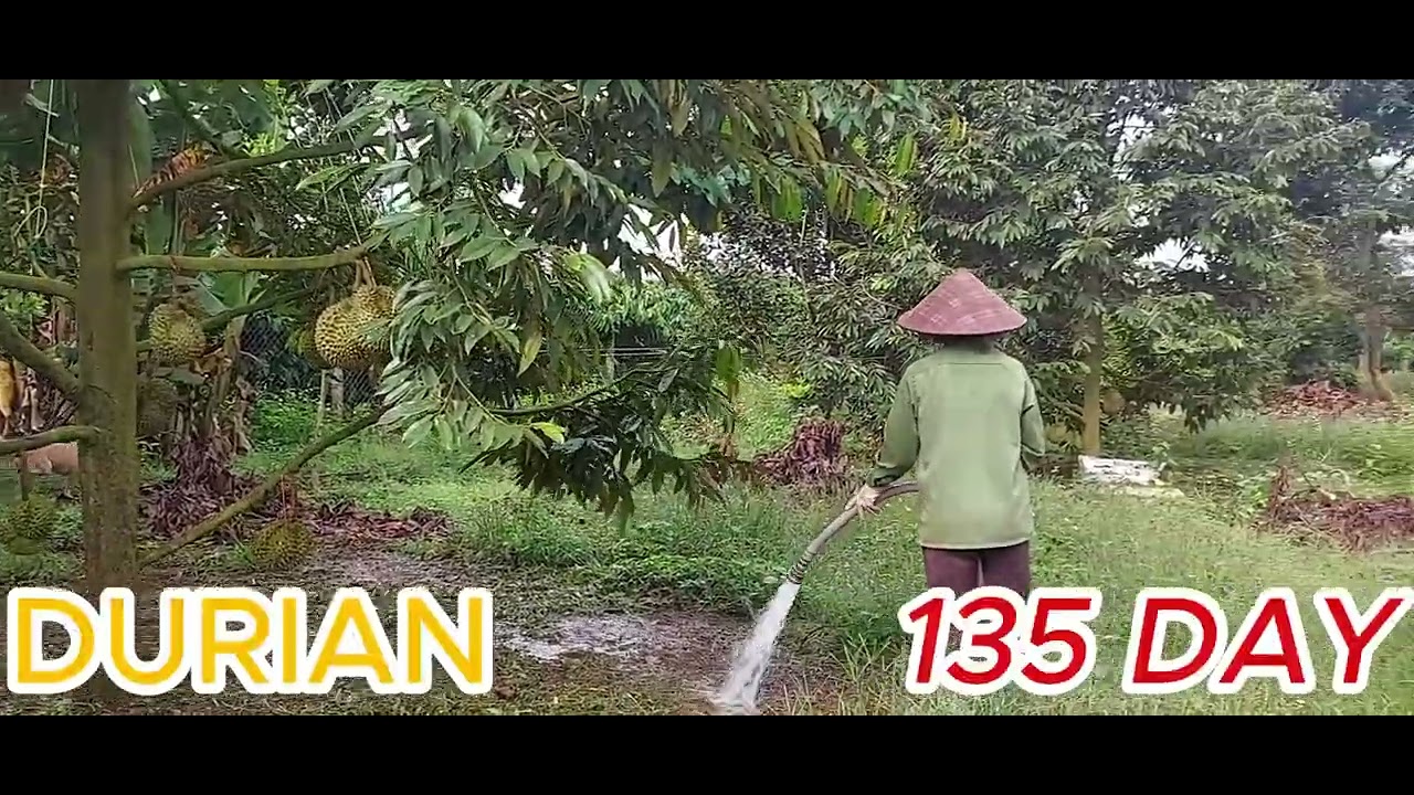 Durian 135 day - YouTube