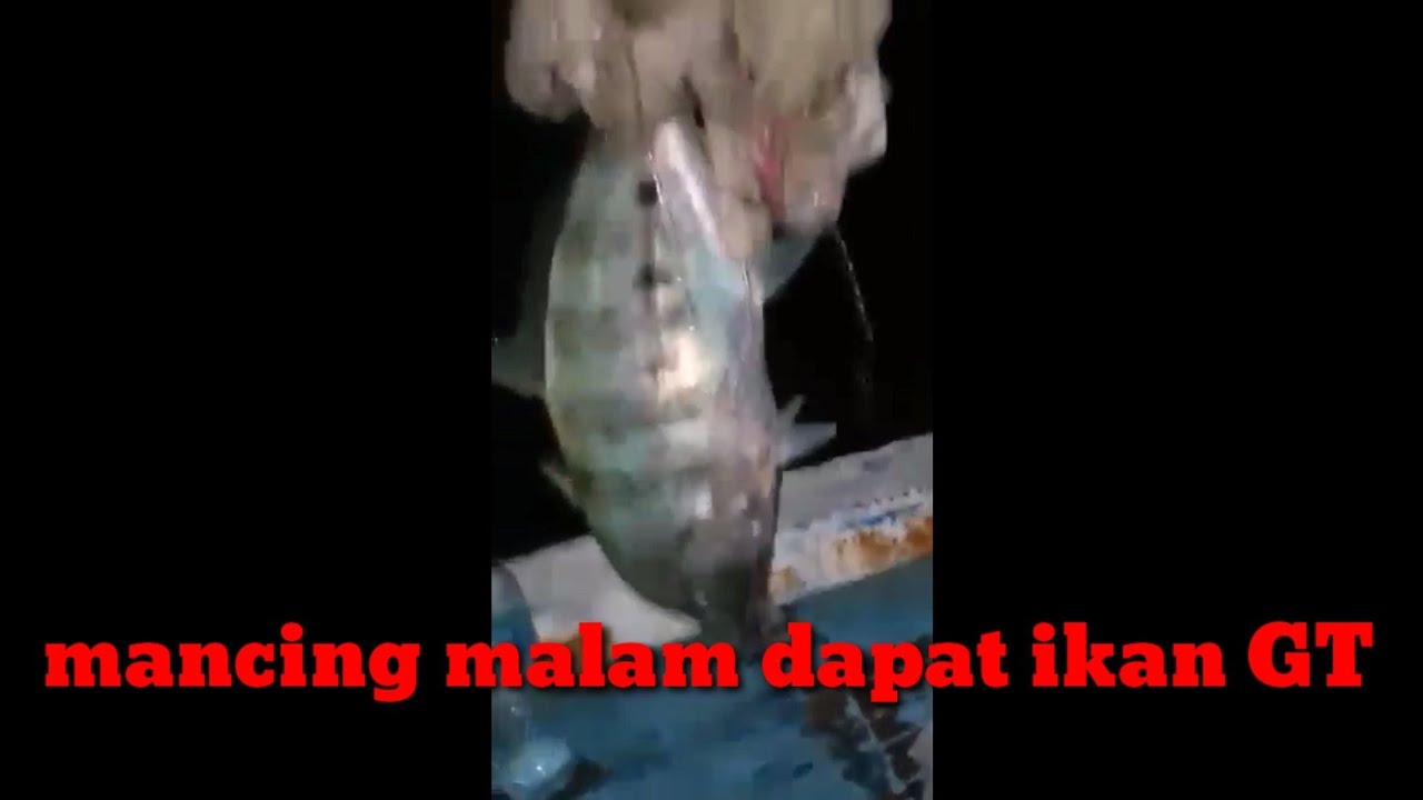 mancing malam dapat ikan GT/ikan kuwe - YouTube