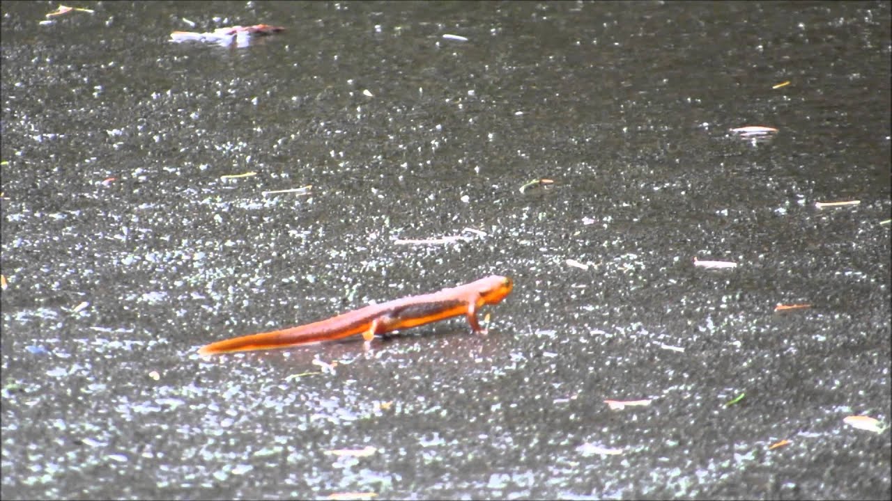 Rough skinned newt crossing the road - YouTube