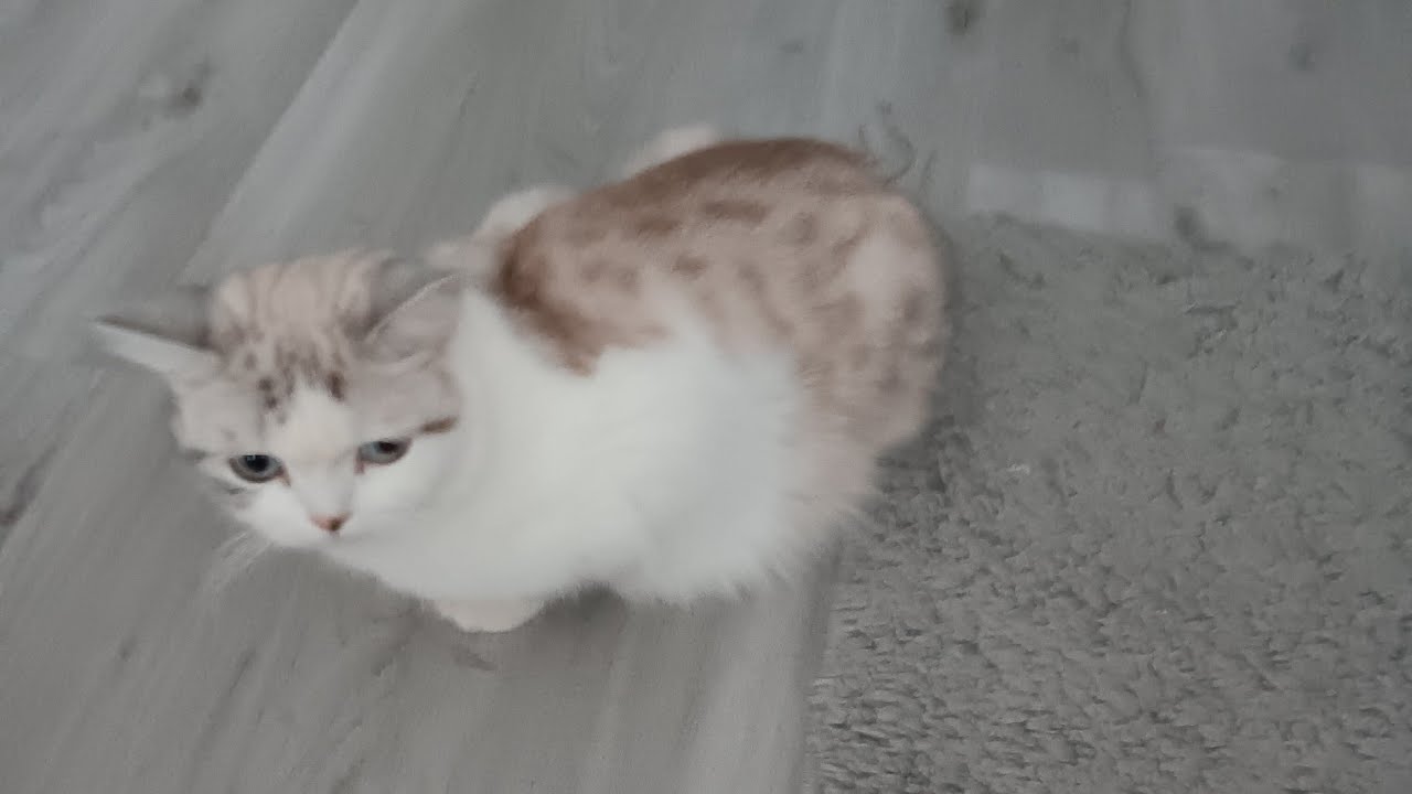 Apollo The Cat is live// breastfeeding her kittens - YouTube