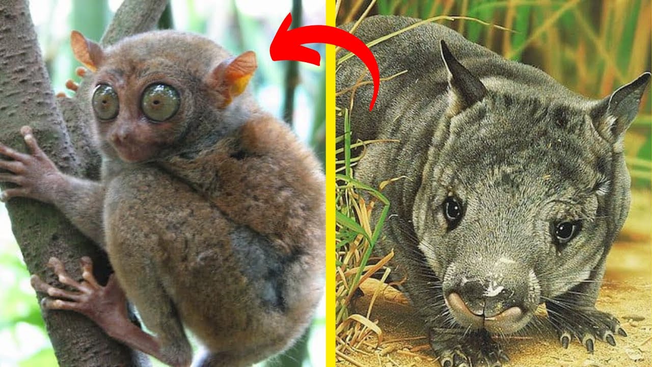 Unbelievable! The World's Most Insane Creatures Caught on Camera - YouTube