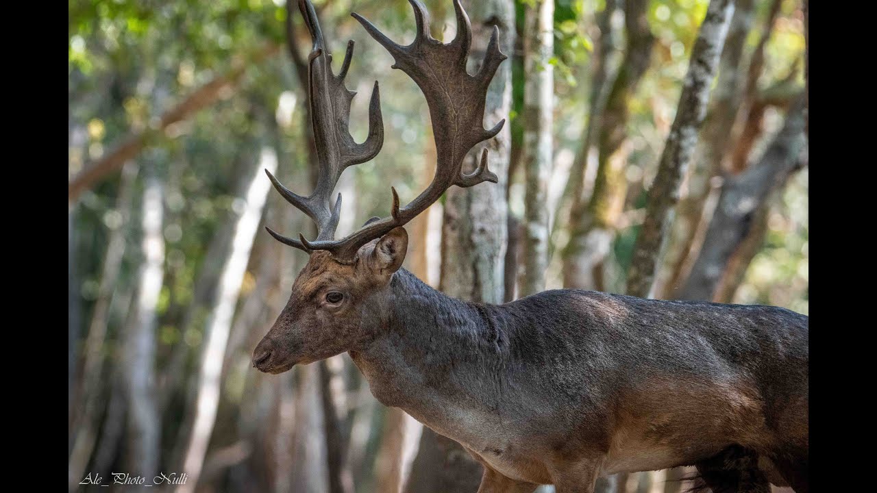 Il Daino a Roma - Animali selvatici a Roma - 8 - YouTube