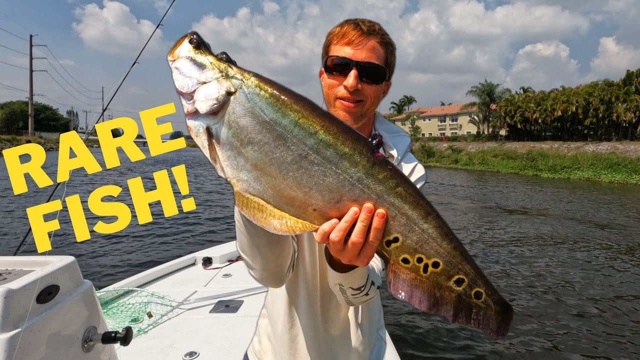 Fishing South Florida For RARE FISH(Clown Knife Fish, Peacock Bass And ...