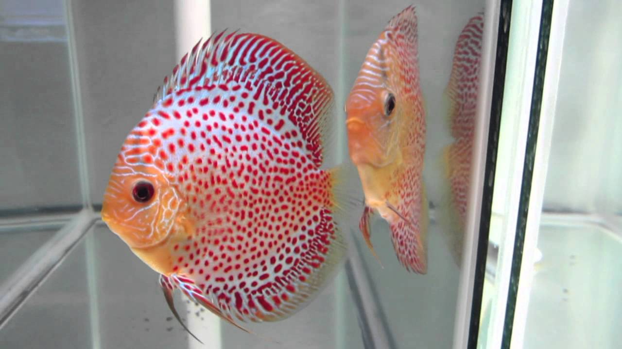 Penang Eruption Discus Possible Pair - YouTube