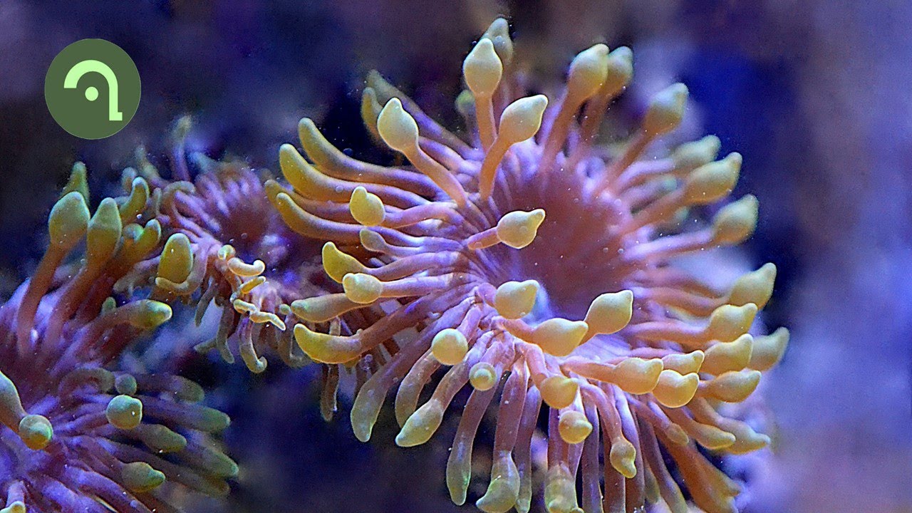 Marine Life - Friends from Nature: Calm Background Relaxing Music for ...