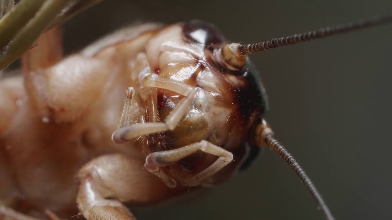 how & why do insects make sound? - YouTube